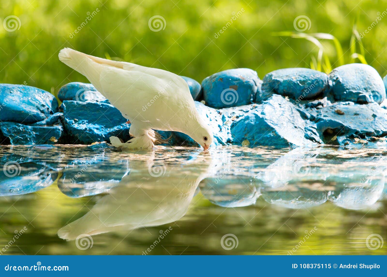 White dove near the water stock image. Image of grey - 108375115