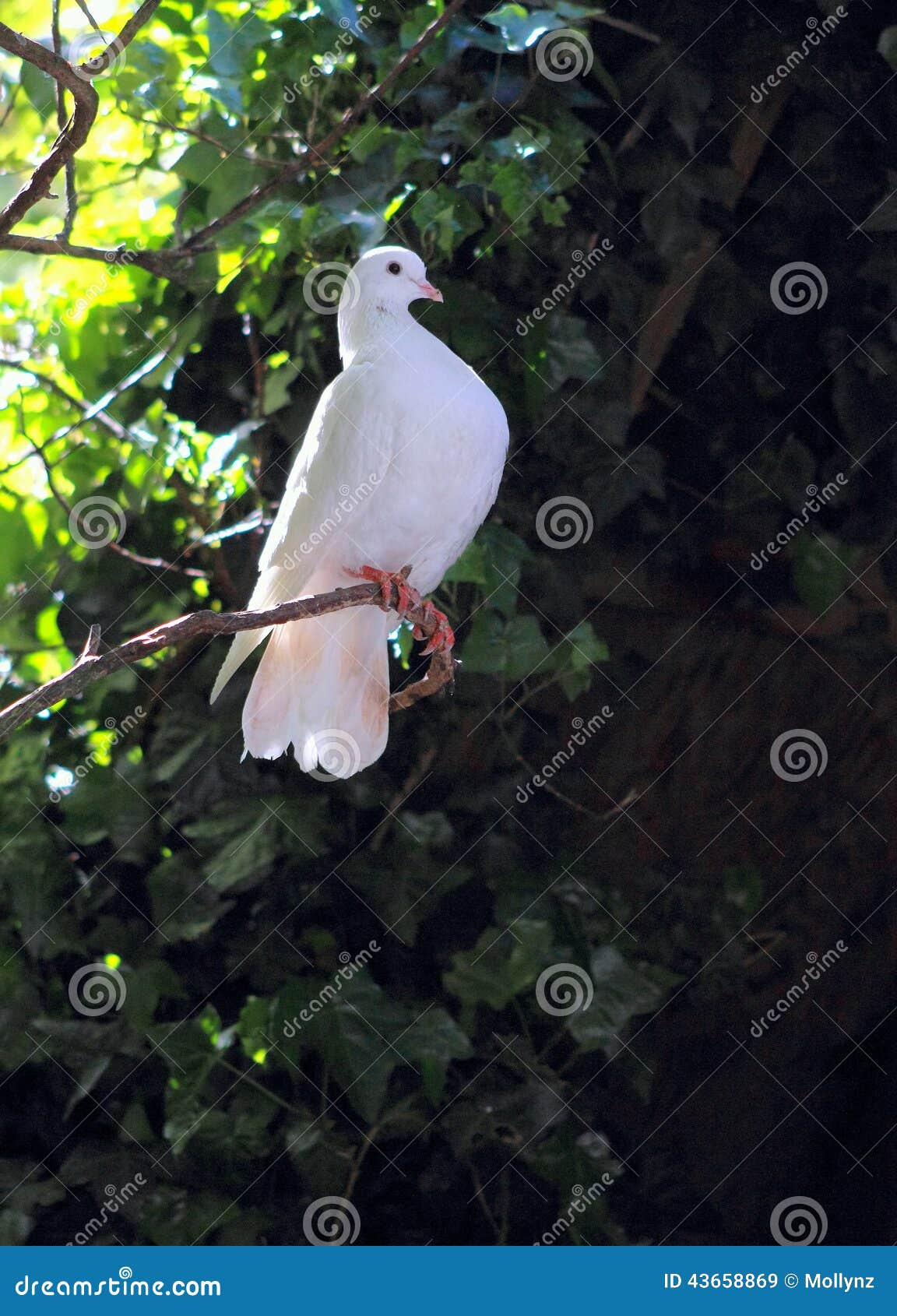 White Dove Perching stock image. Image of nature, spiritual - 43658869