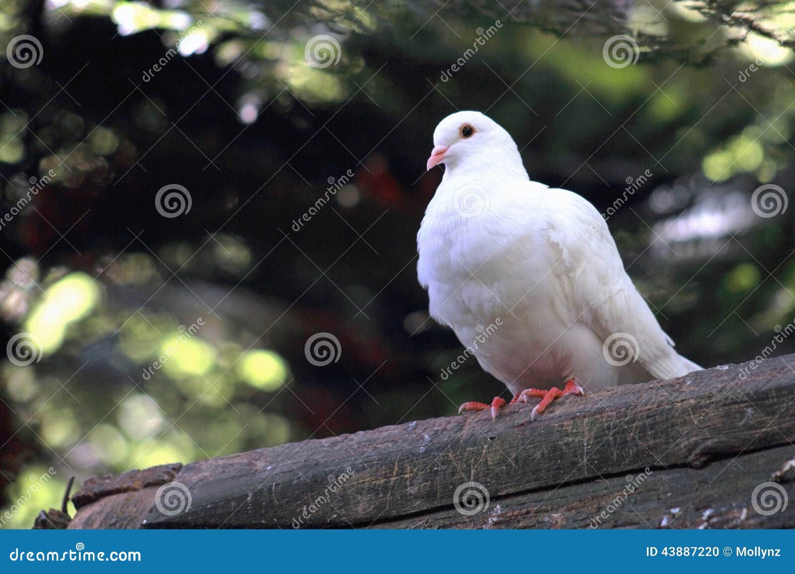 White Dove Perching stock photo. Image of faith, wildlife - 43887220
