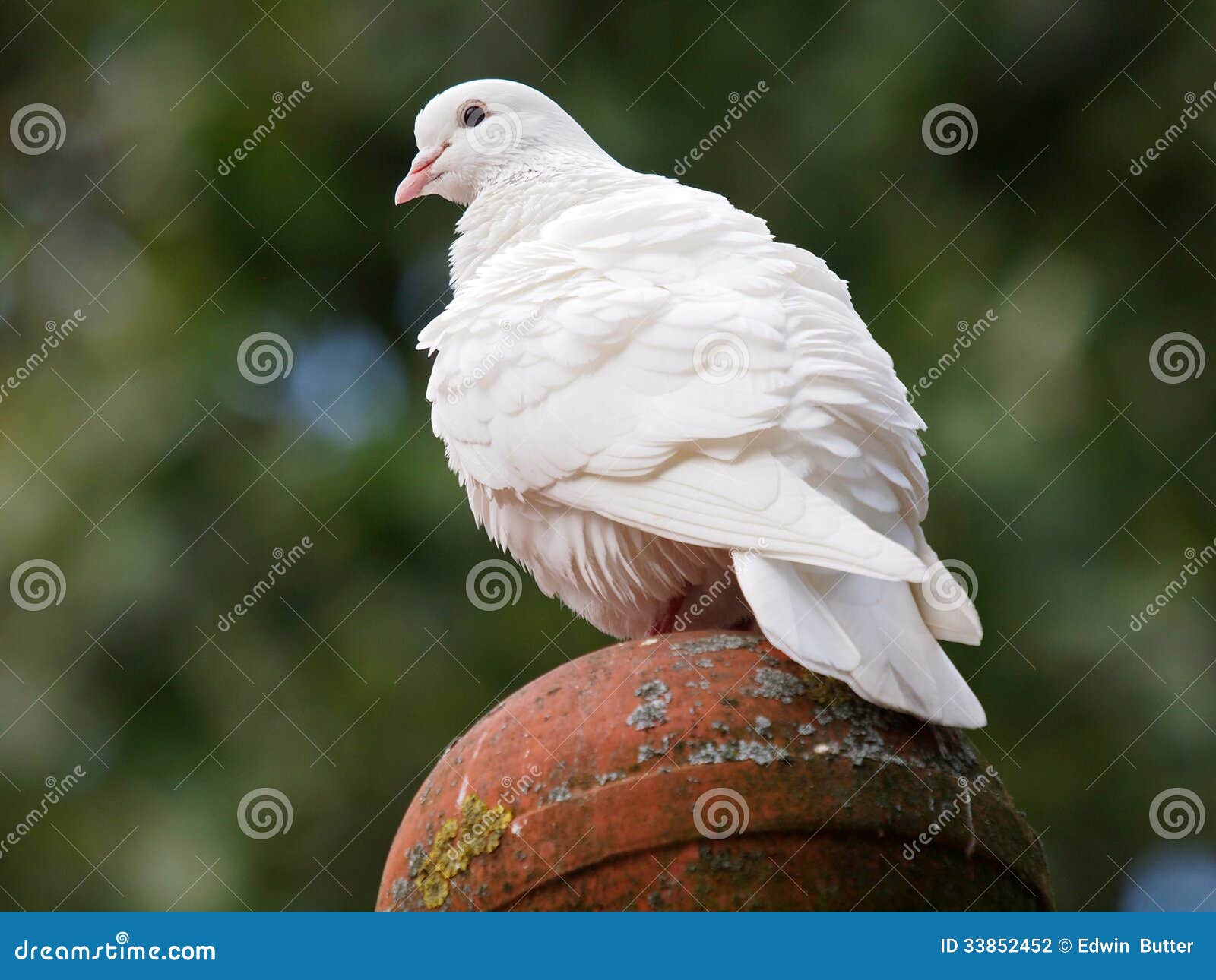 White dove stock photo. Image of beak, imperial, plumage - 33852452
