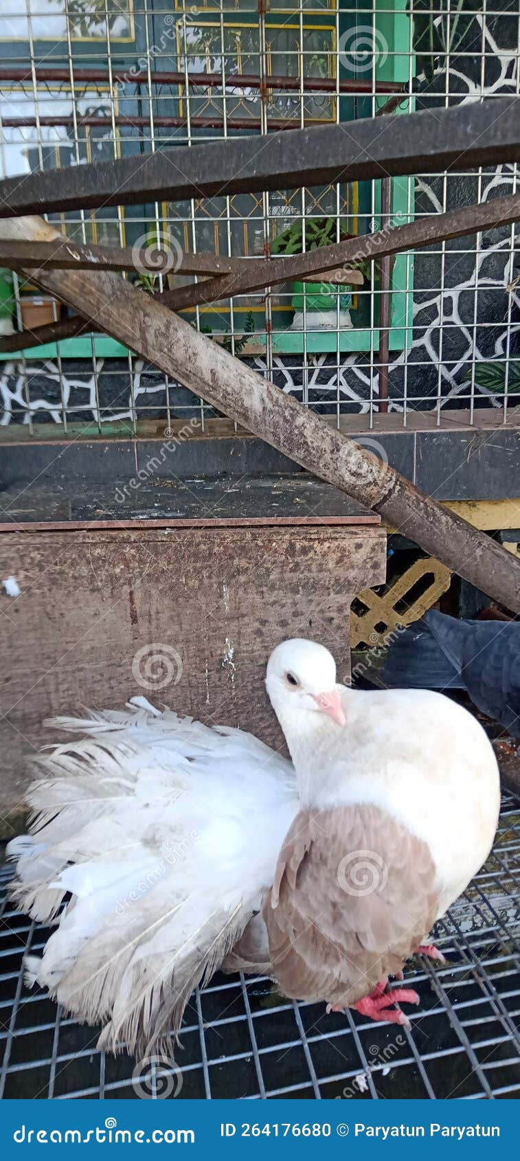 A White Dove stock photo. Image of beak, chest, dove - 264176680