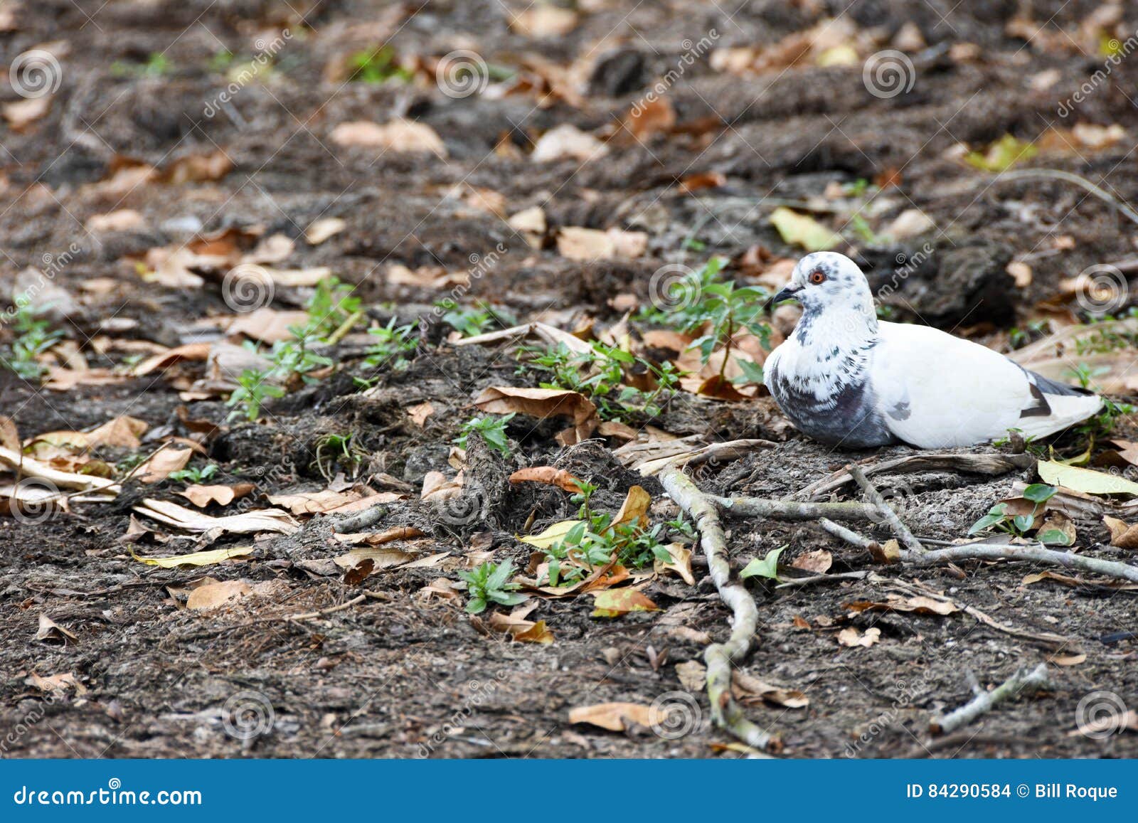 White dove resting stock photo. Image of background, land - 84290584