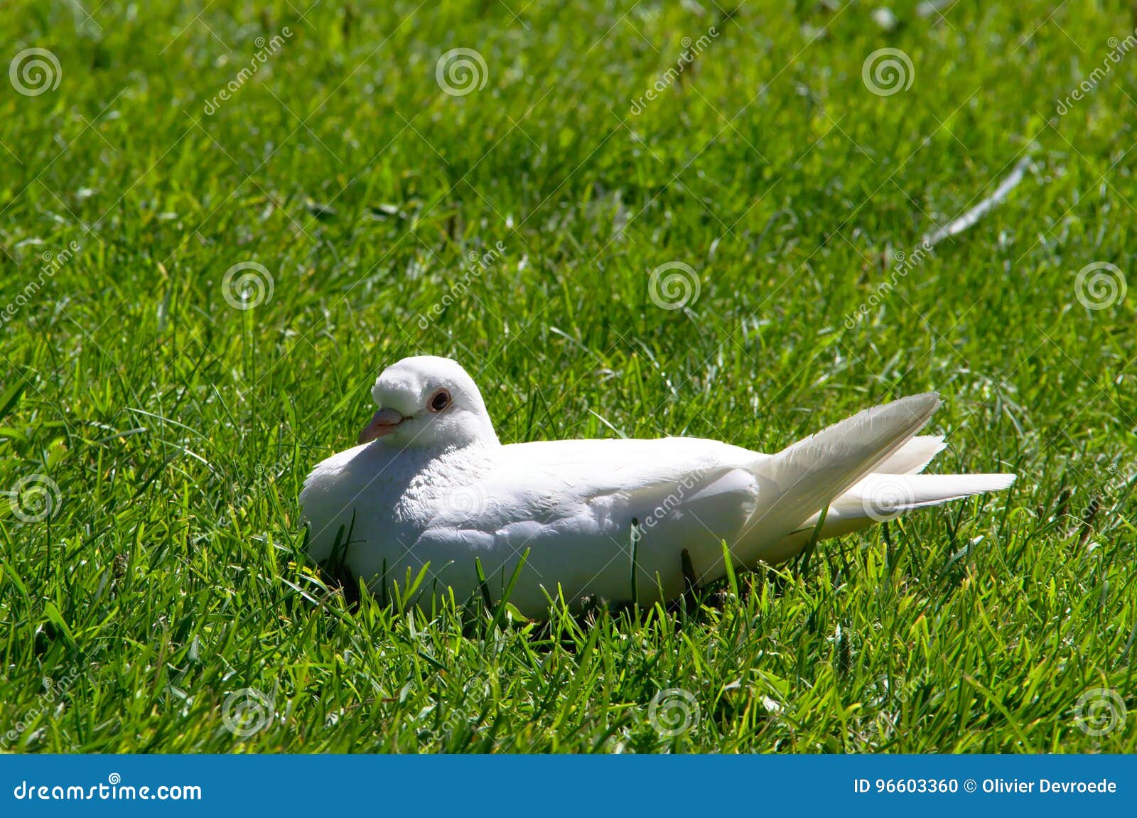 Resting White Dove Stock Photos - Download 687 Royalty Free Photos