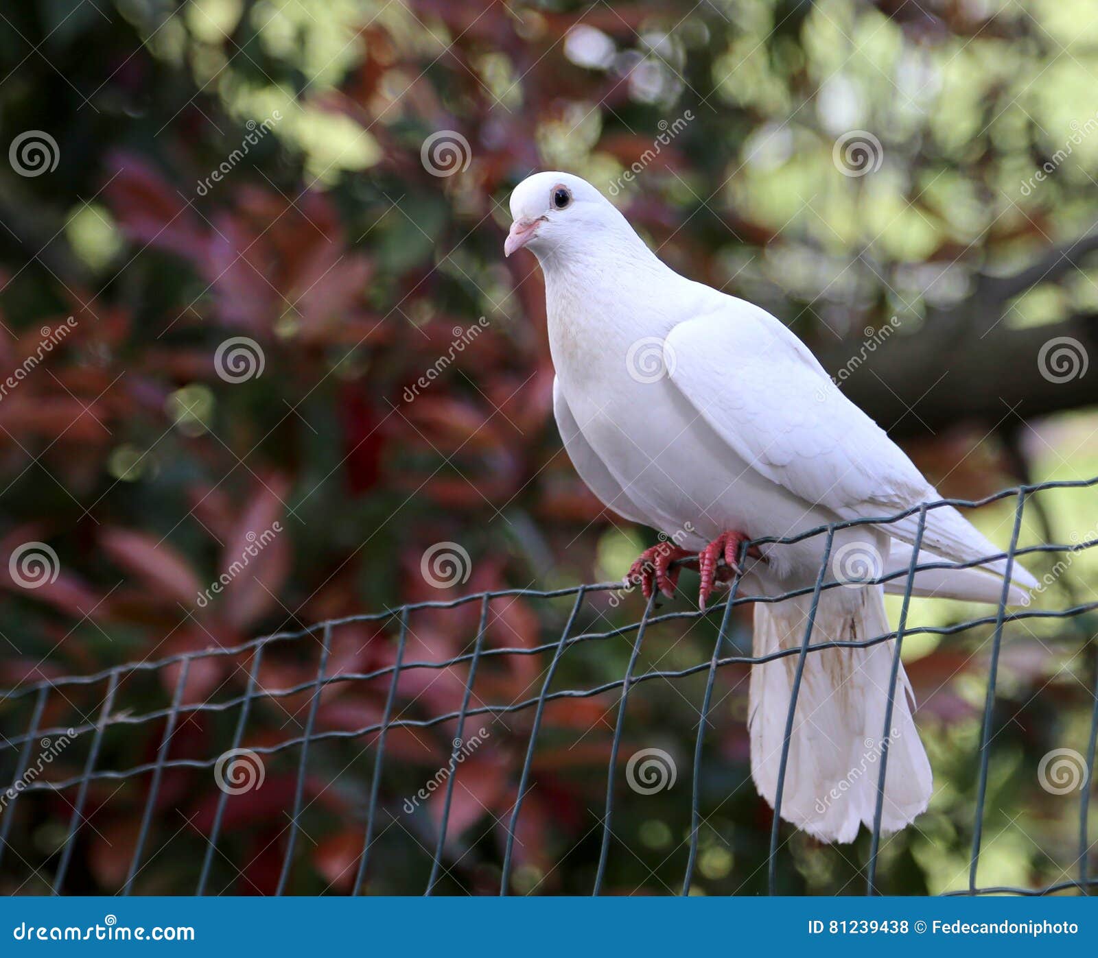 White Dove Resting on a Wire Mesh Stock Photo - Image of bird, freedom ...