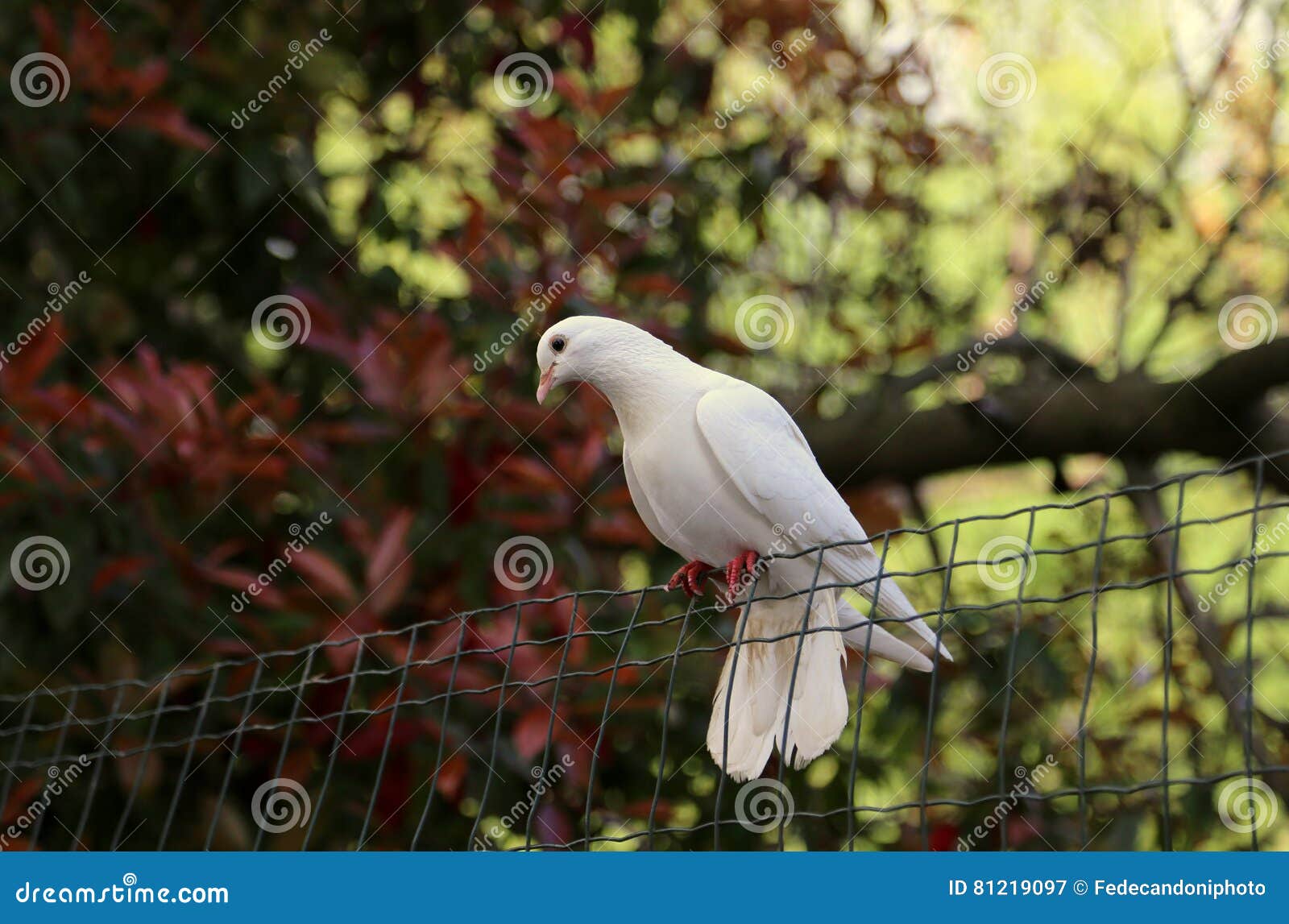 White Dove Resting on a Wire Mesh Stock Image - Image of white, dove ...
