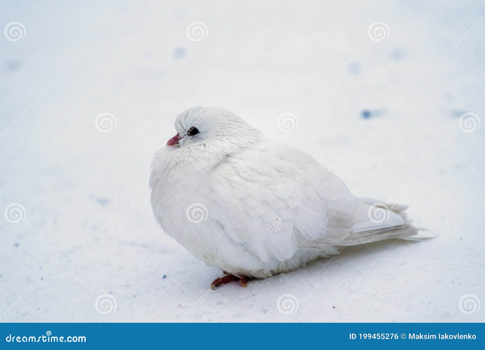 White Dove Sits on the First Snow Stock Photo - Image of purity, snow ...