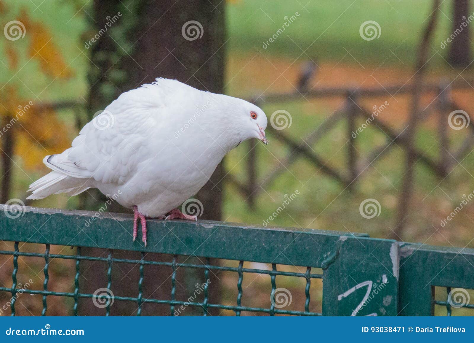 White Dove Sitting on a Fence and Tilting His Head. Stock Image - Image ...
