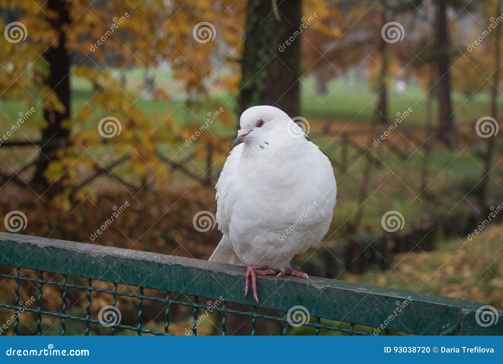 White Dove Sitting on a Fence. Stock Photo - Image of outdoor, head ...