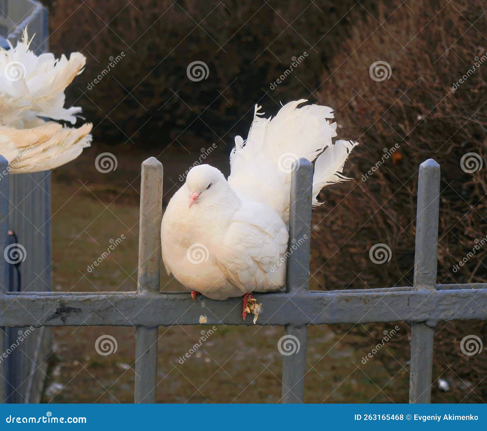 White Dove Sitting on a Fence Stock Photo - Image of beak, animal ... White Dove Sitting on a Fence Stock Photo - Image of beak, animal ...
