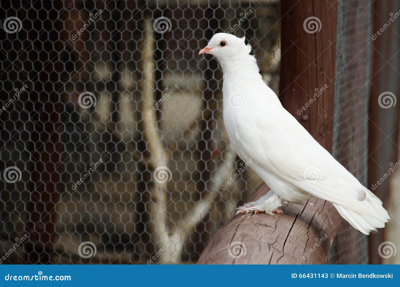 White Dove Sitting On A Fence Stock Image | CartoonDealer.com #66431143 White Dove Sitting On A Fence Stock Image | CartoonDealer.com #66431143