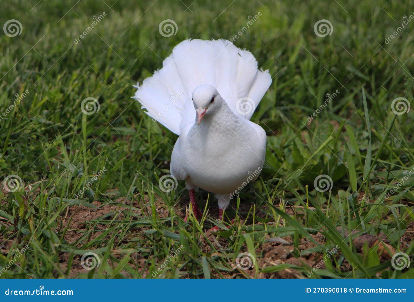 A White Dove Sitting on the Grass during the Daytime. Stock Photo ... A White Dove Sitting on the Grass during the Daytime. Stock Photo ...