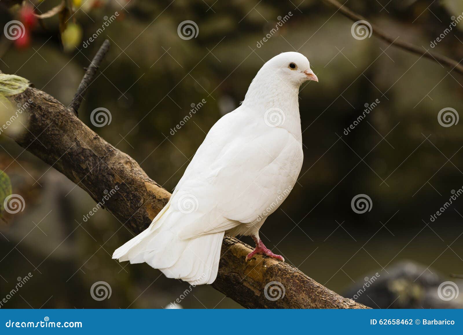 White Dove stock photo. Image of korea, dove, fauna, autumn - 62658462