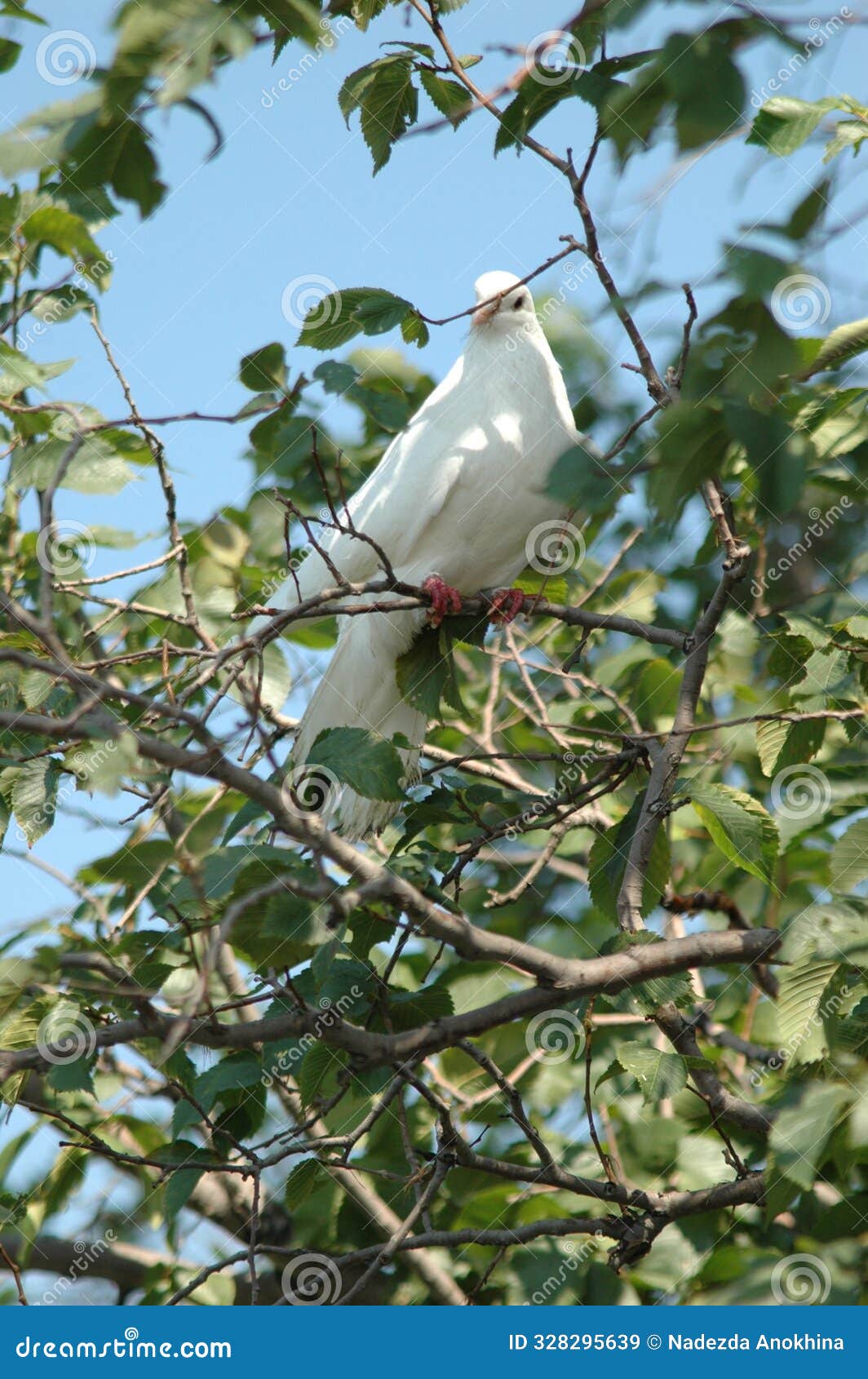 White Dove Sitting on a Tree Branch Stock Image - Image of perching ...