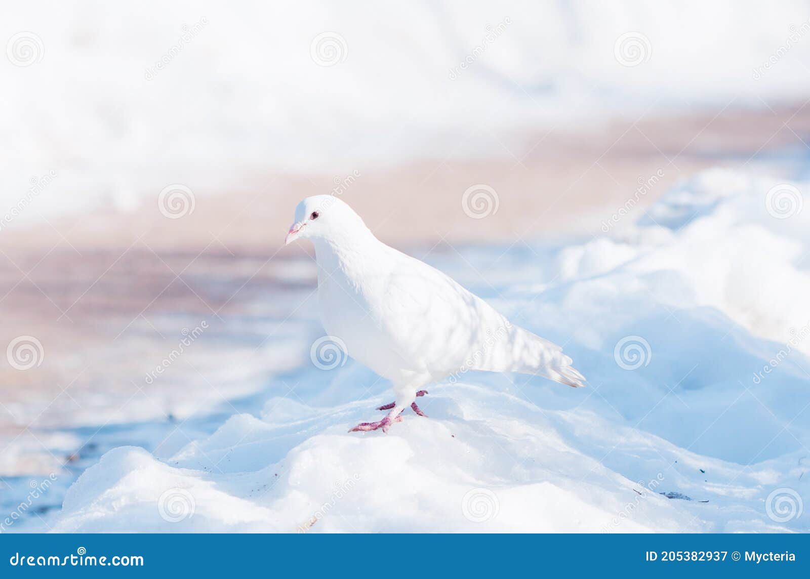 White dove in the snow stock image. Image of natural - 205382937