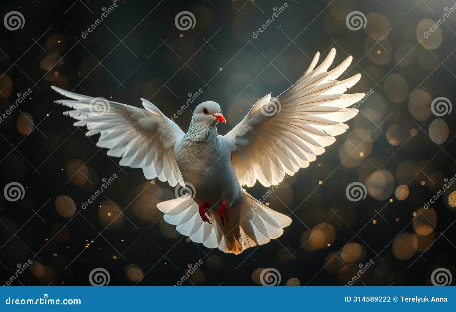 White Dove with Spread Wings Flies in the Air Stock Photo - Image of ... White Dove with Spread Wings Flies in the Air Stock Photo - Image of ...