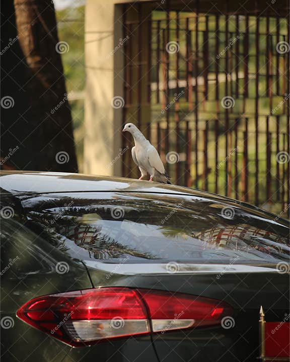 A White Dove is Standing on the Car Stock Photo - Image of outdoor ...