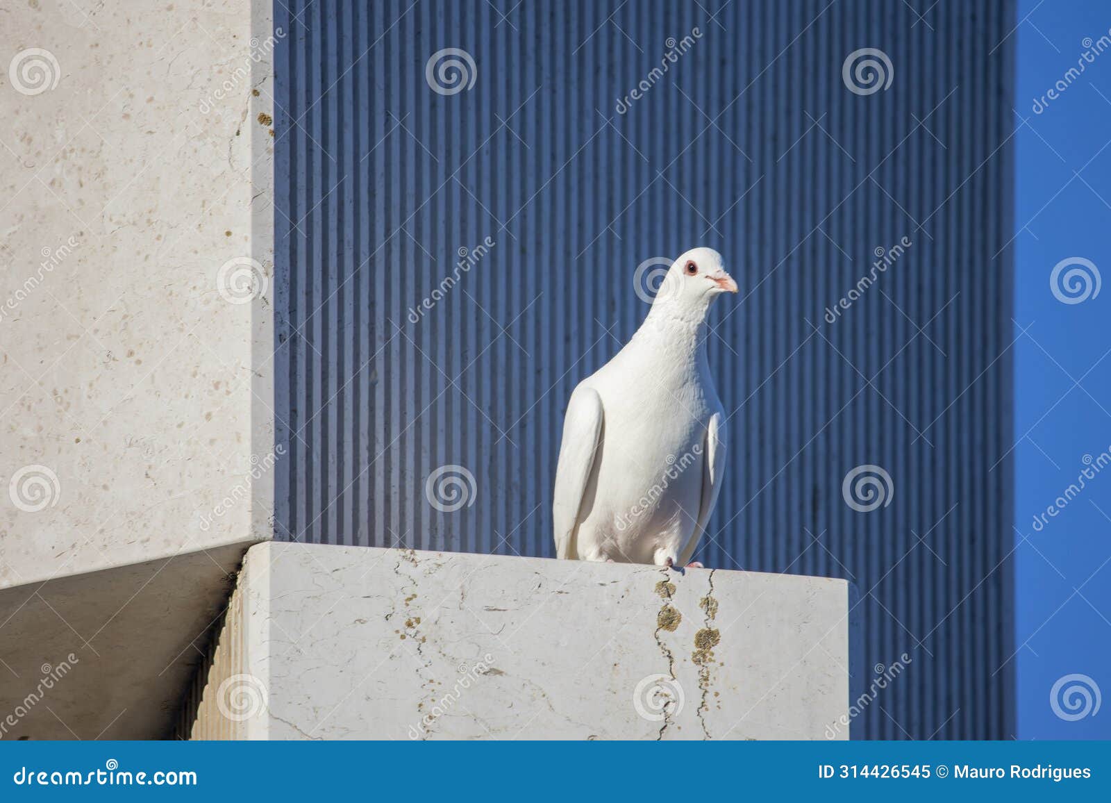 White dove standing stock image. Image of graceful, background - 314426545
