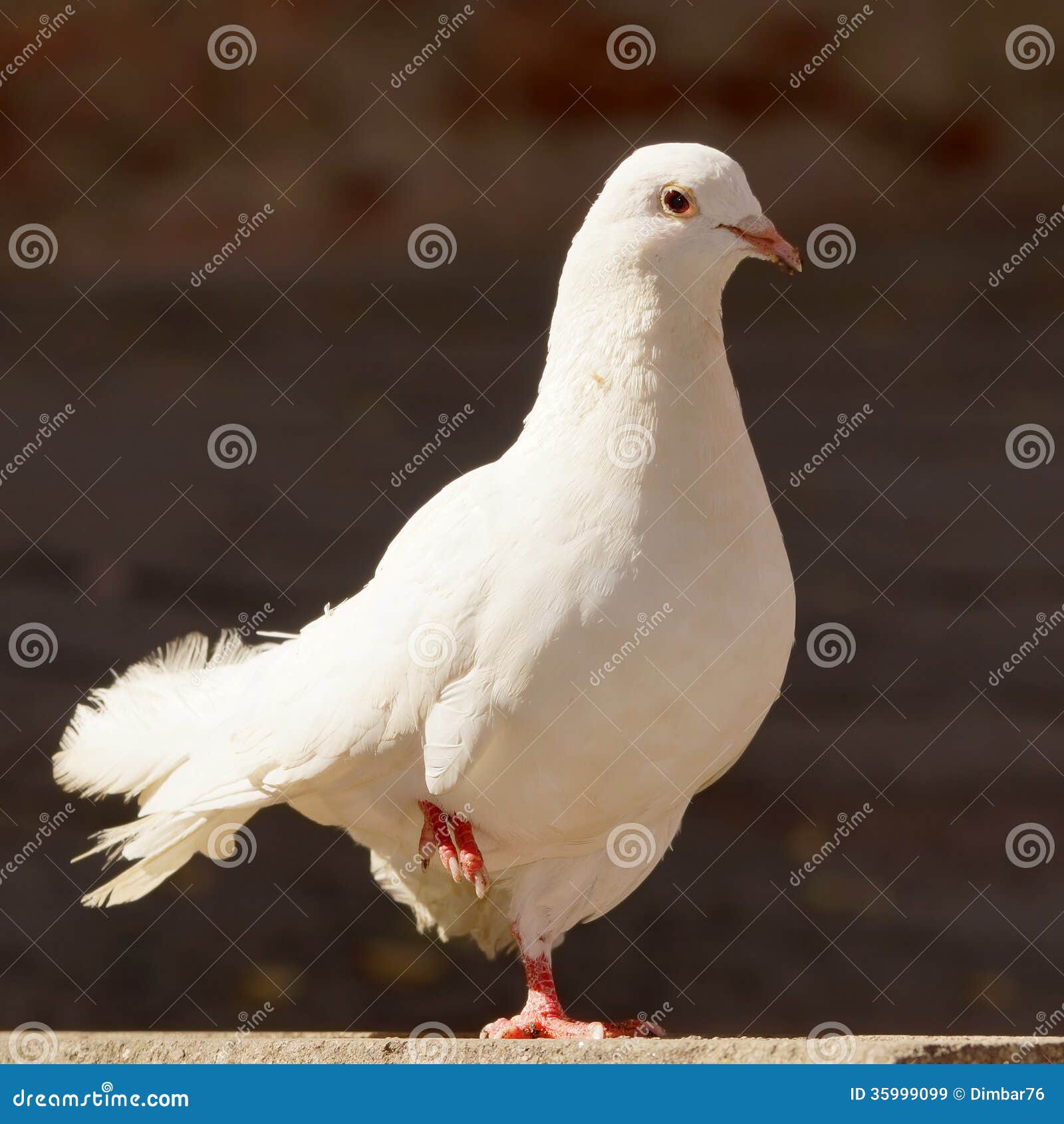 White dove stock image. Image of animal, idea, hope, purity - 35999099