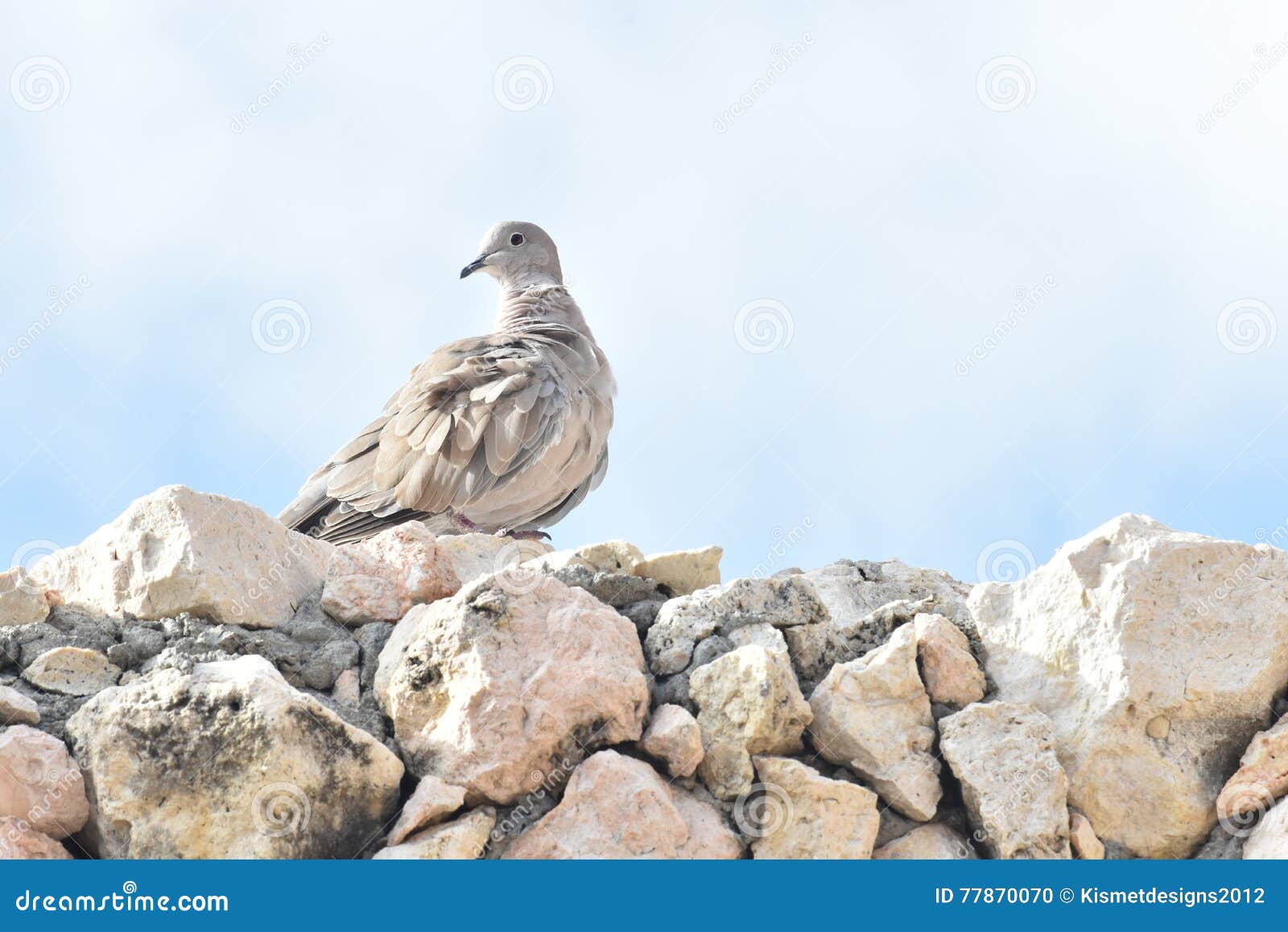 White dove on stone wall stock photo. Image of puffy - 77870070