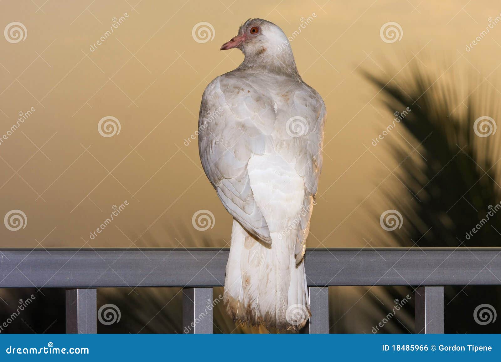 White Dove at Sunset on Rail Stock Photo - Image of pigeon, handrail ...