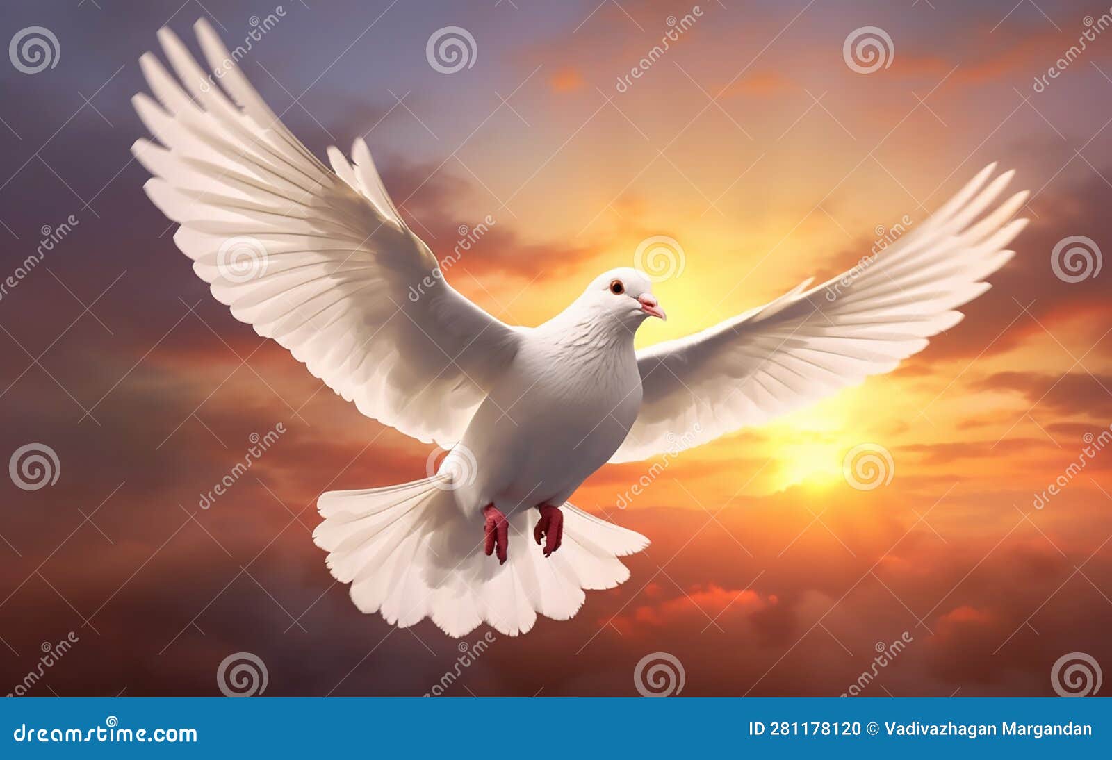 White dove on sunset stock illustration. Illustration of desire - 281178120