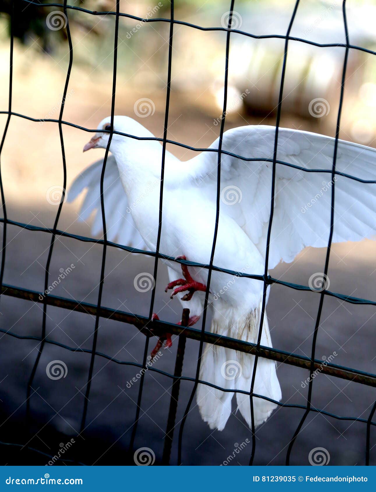 White Dove Trapped by the Wire Mesh Stock Image - Image of park, trap ...
