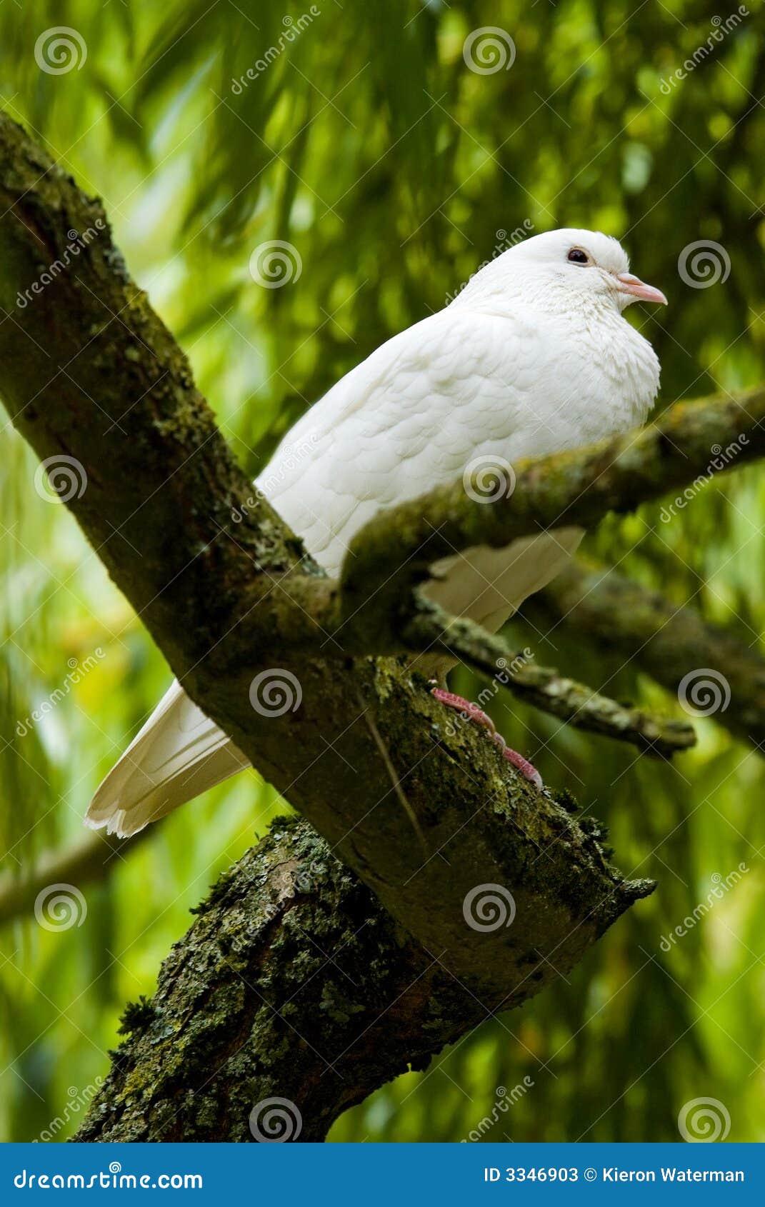White dove in a tree stock image. Image of feathers, branch - 3346903