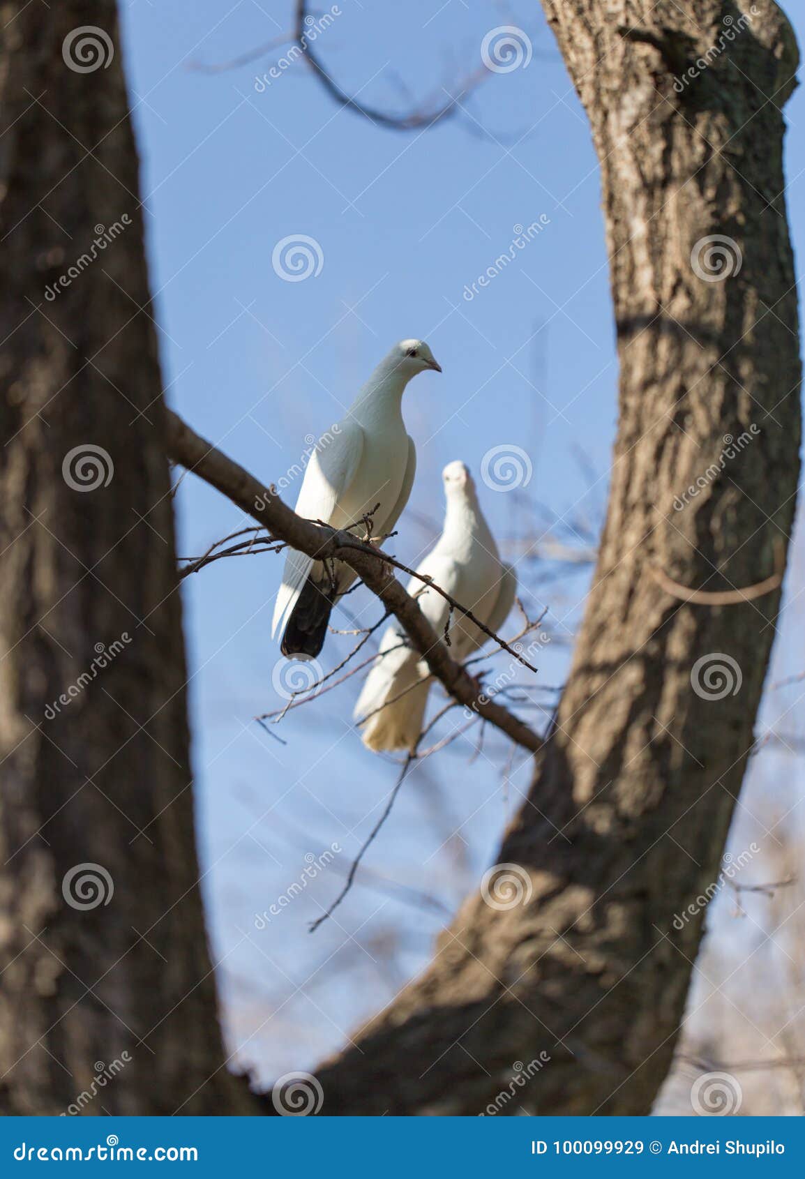 White Dove on a Tree Against a Blue Sky Stock Image - Image of sitting ...