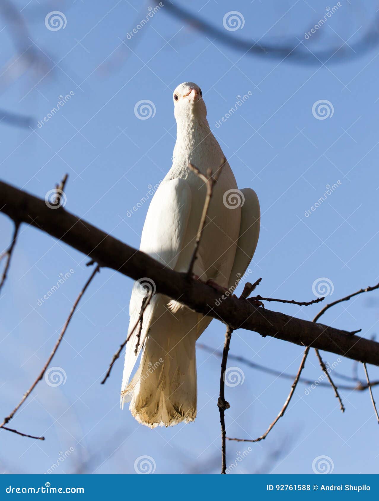 White Dove on a Tree Against a Blue Sky Stock Photo - Image of dove ...