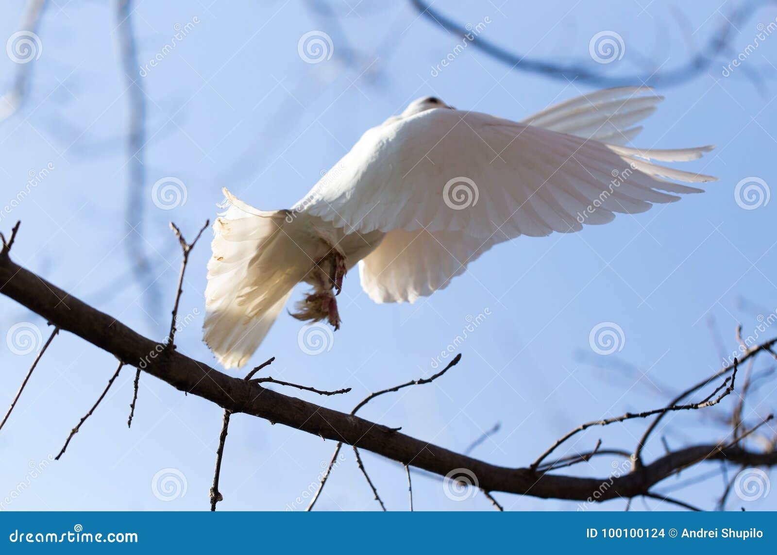 White Dove on a Tree Against a Blue Sky Stock Photo - Image of wild ...