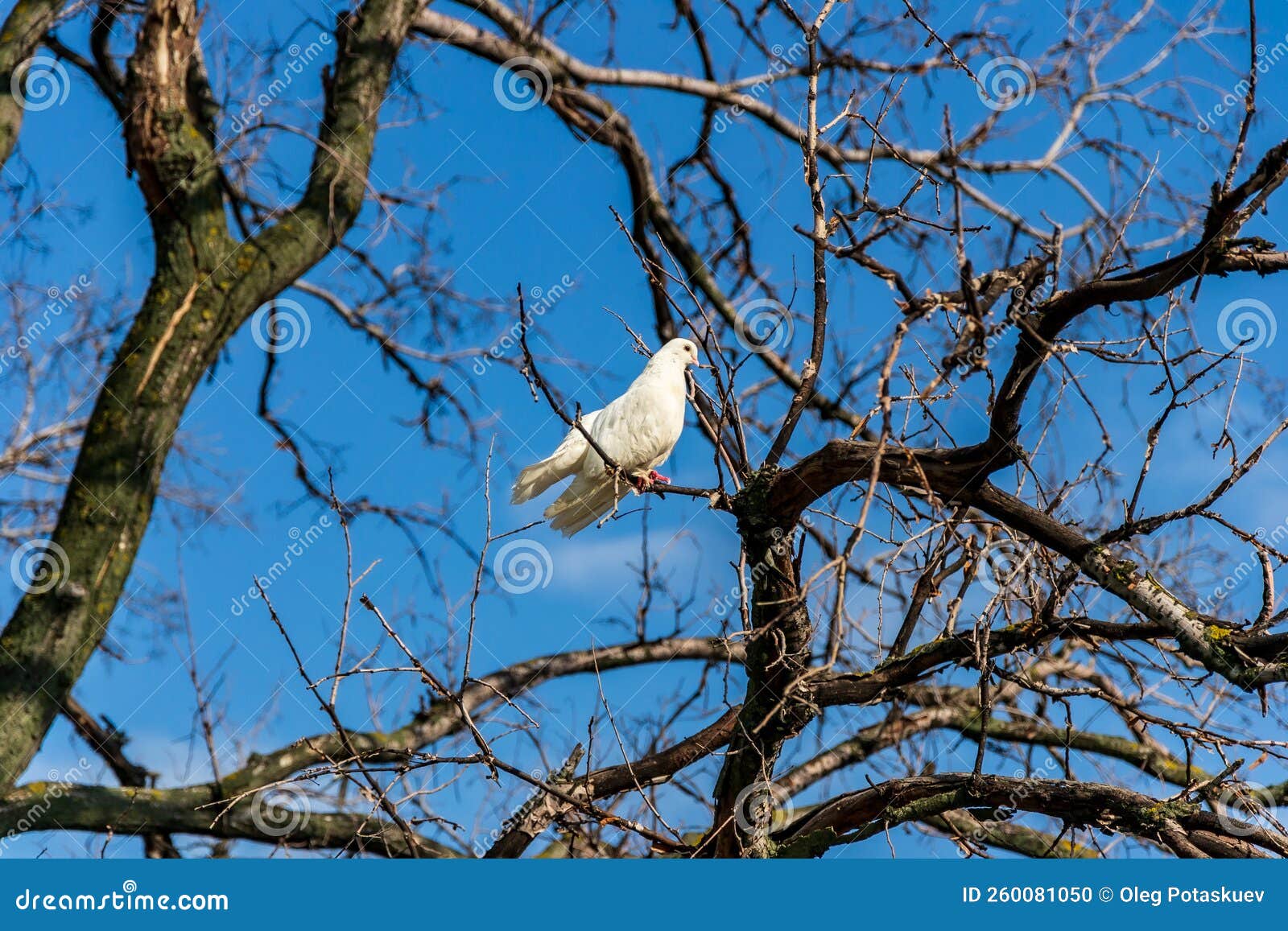 White Dove on a Tree Branch Against the Blue Sky Stock Photo - Image of ...