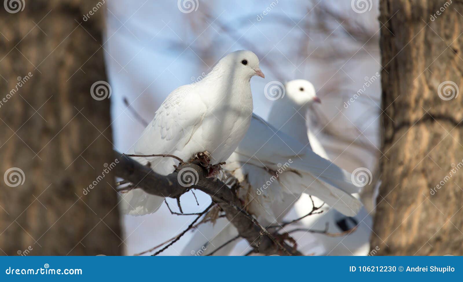 White Dove on the Tree in Nature Stock Photo - Image of eurasian, bird ...