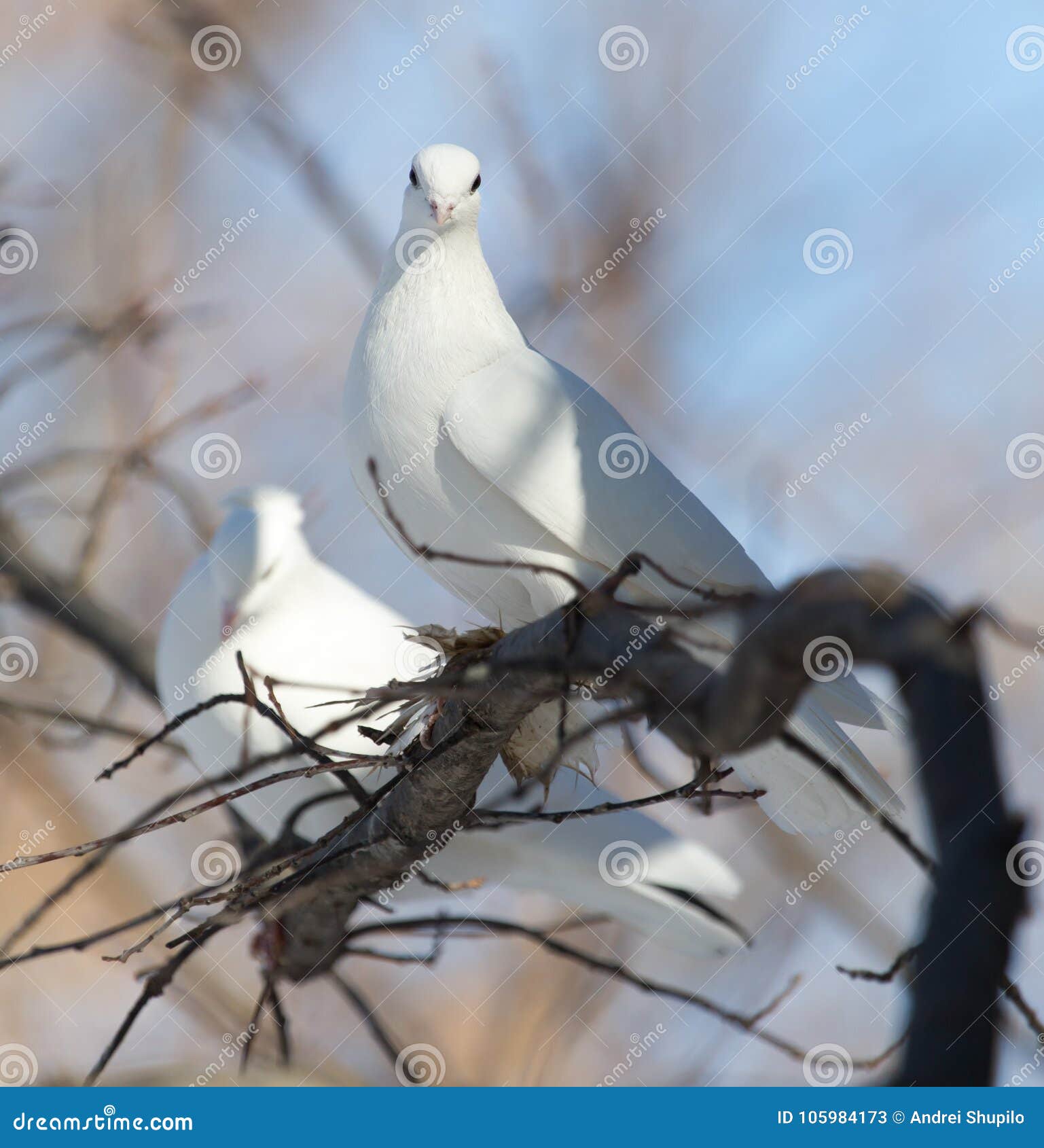 White Dove on the Tree in Nature Stock Image - Image of dove, wildlife ...