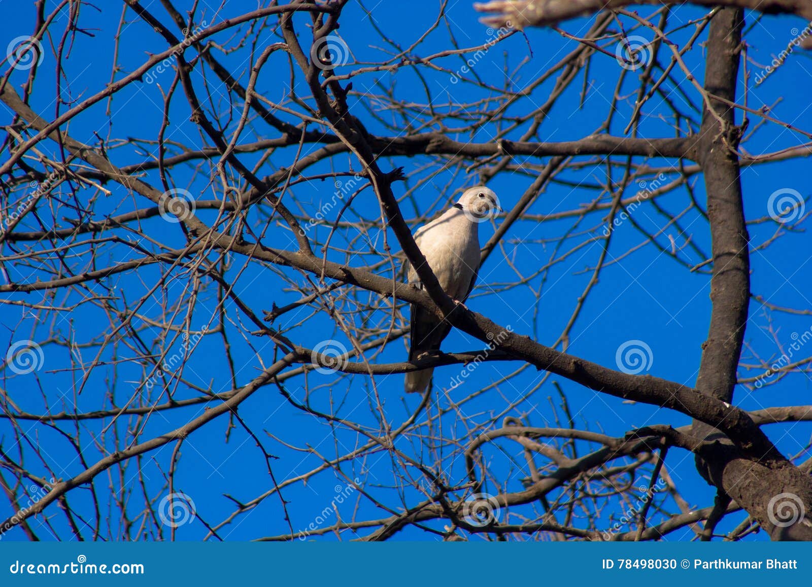 White Dove on a Tree stock photo. Image of indroda, indian - 78498030
