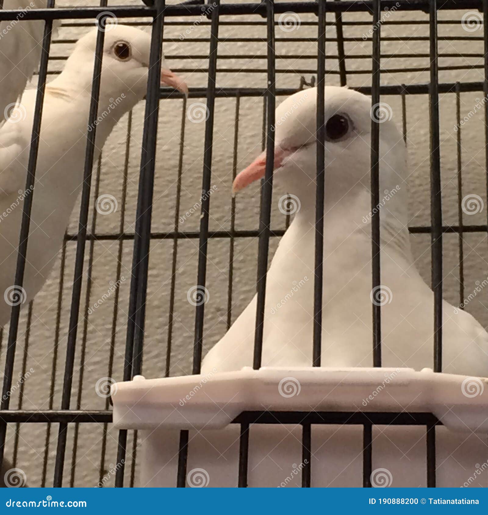 White dove two white doves stock photo. Image of doves - 190888200