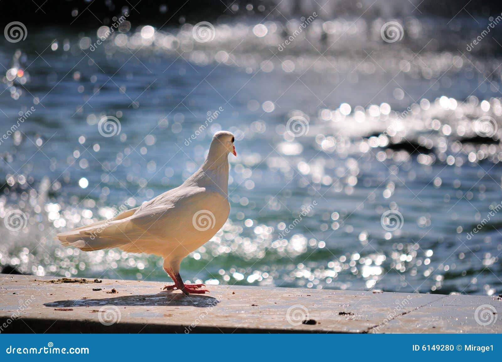 White Dove and Water stock photo. Image of bokeh, sparkling - 6149280
