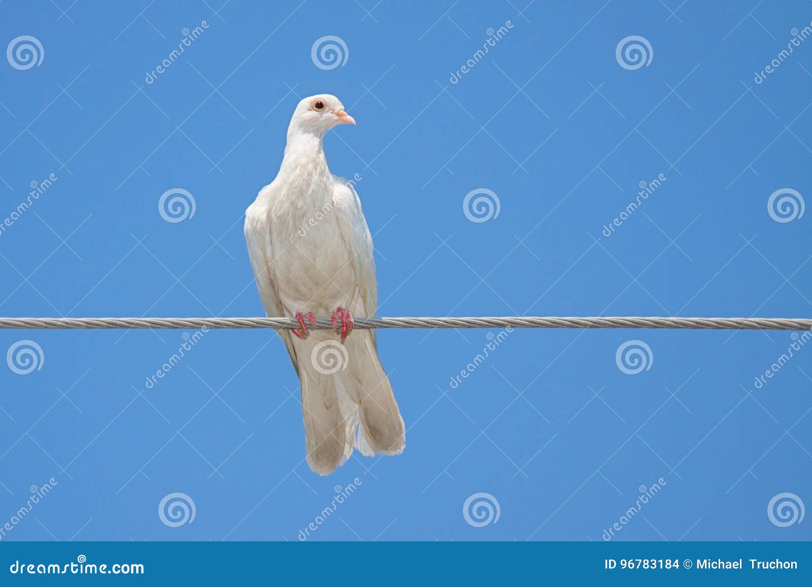 Dove Is On Wire. Dove Is A Ture Love And Bird Family. Stock Photography ...