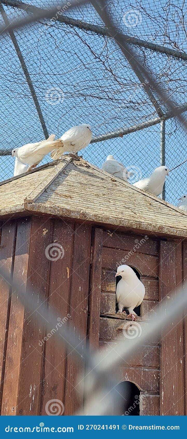 The White Doves on the Cage Inside the Zoo Stock Image - Image of ...