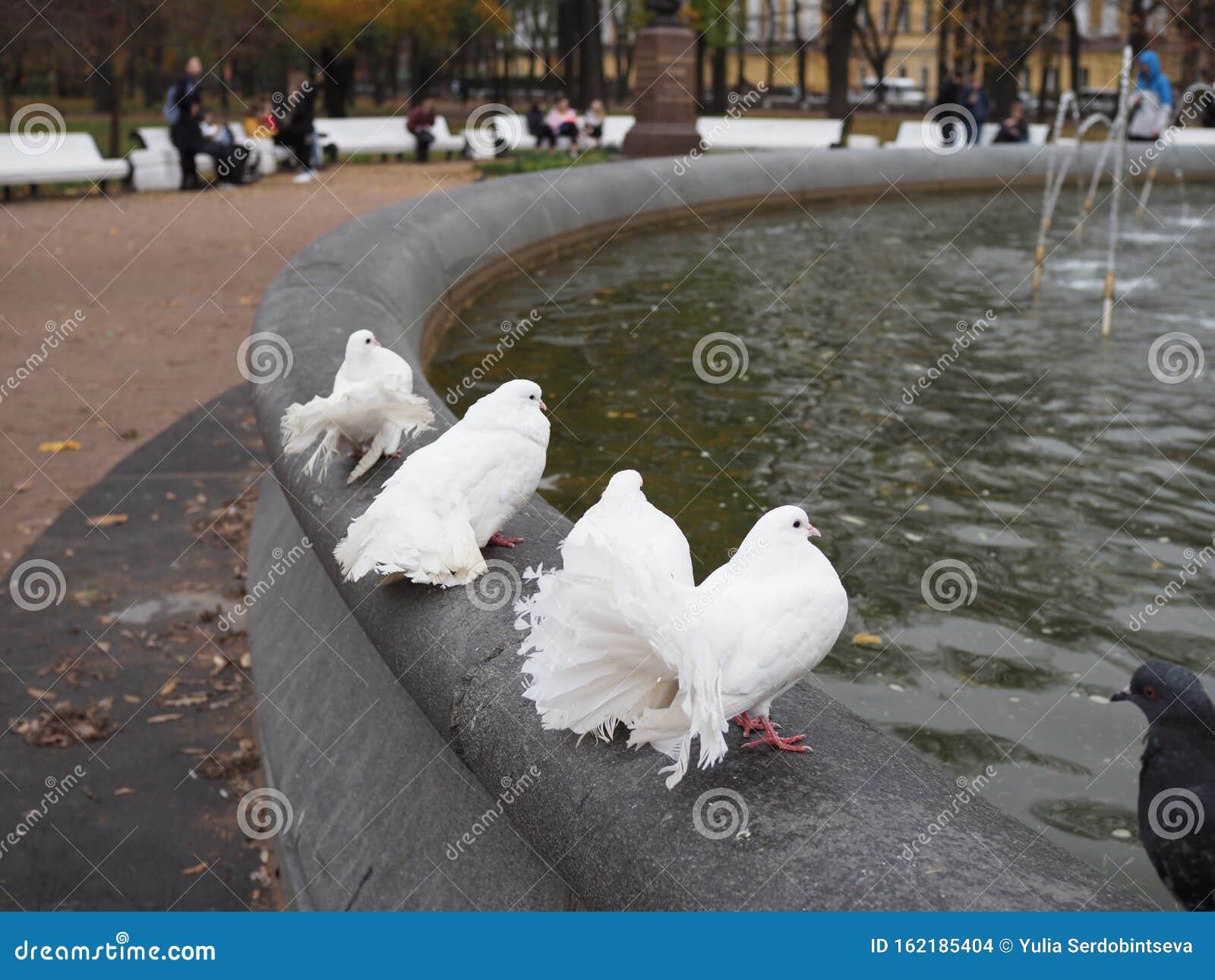 White Doves with Fluffy Tail Near the Fountain Stock Photo - Image of ...