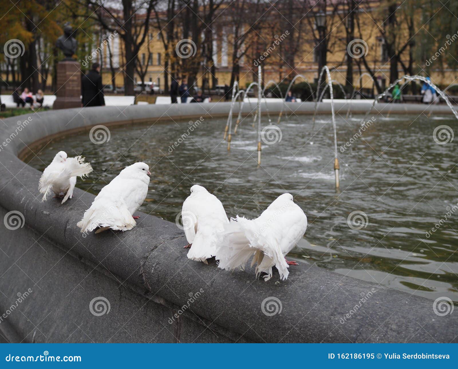 White Doves with Fluffy Tail Near the Fountain Stock Image - Image of ...