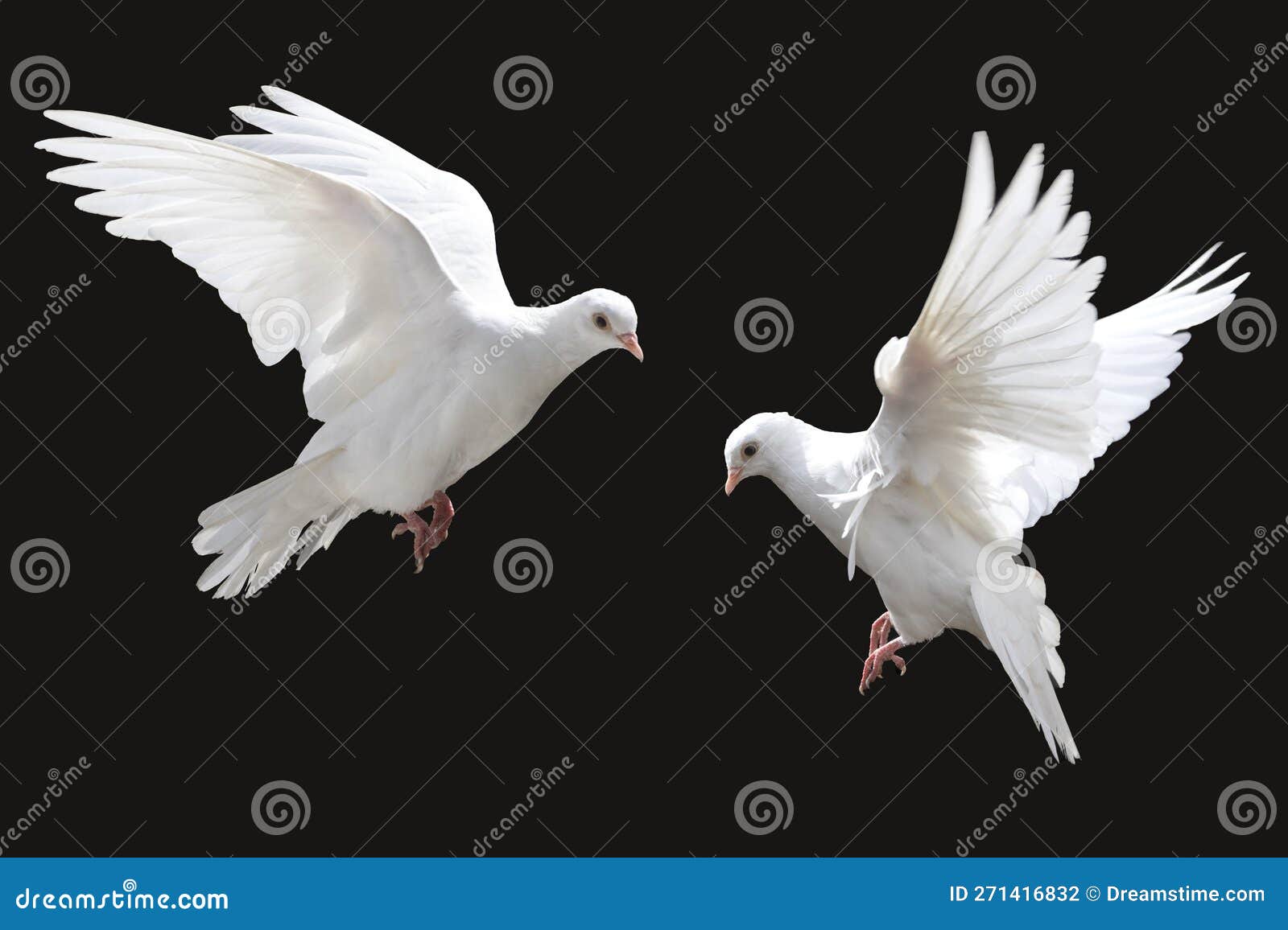 White Doves Flying, Isolated on Black Stock Photo - Image of soar, high ...