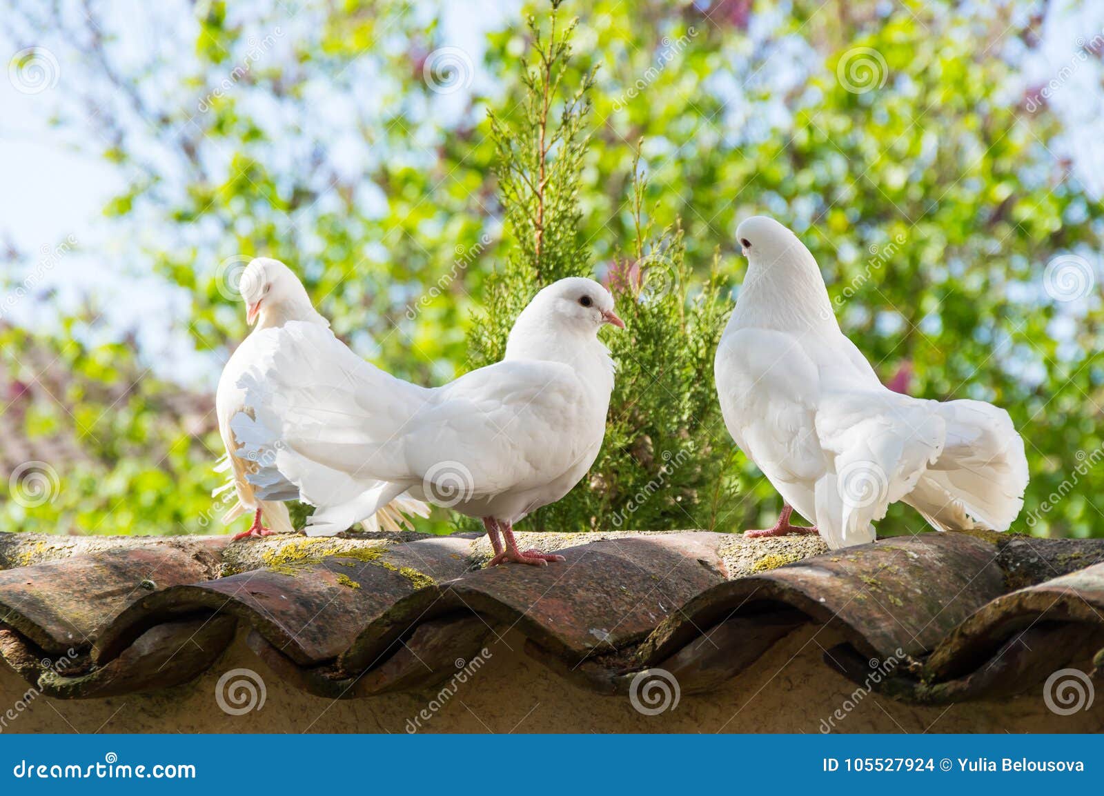 White doves in the garden stock photo. Image of flower - 105527924