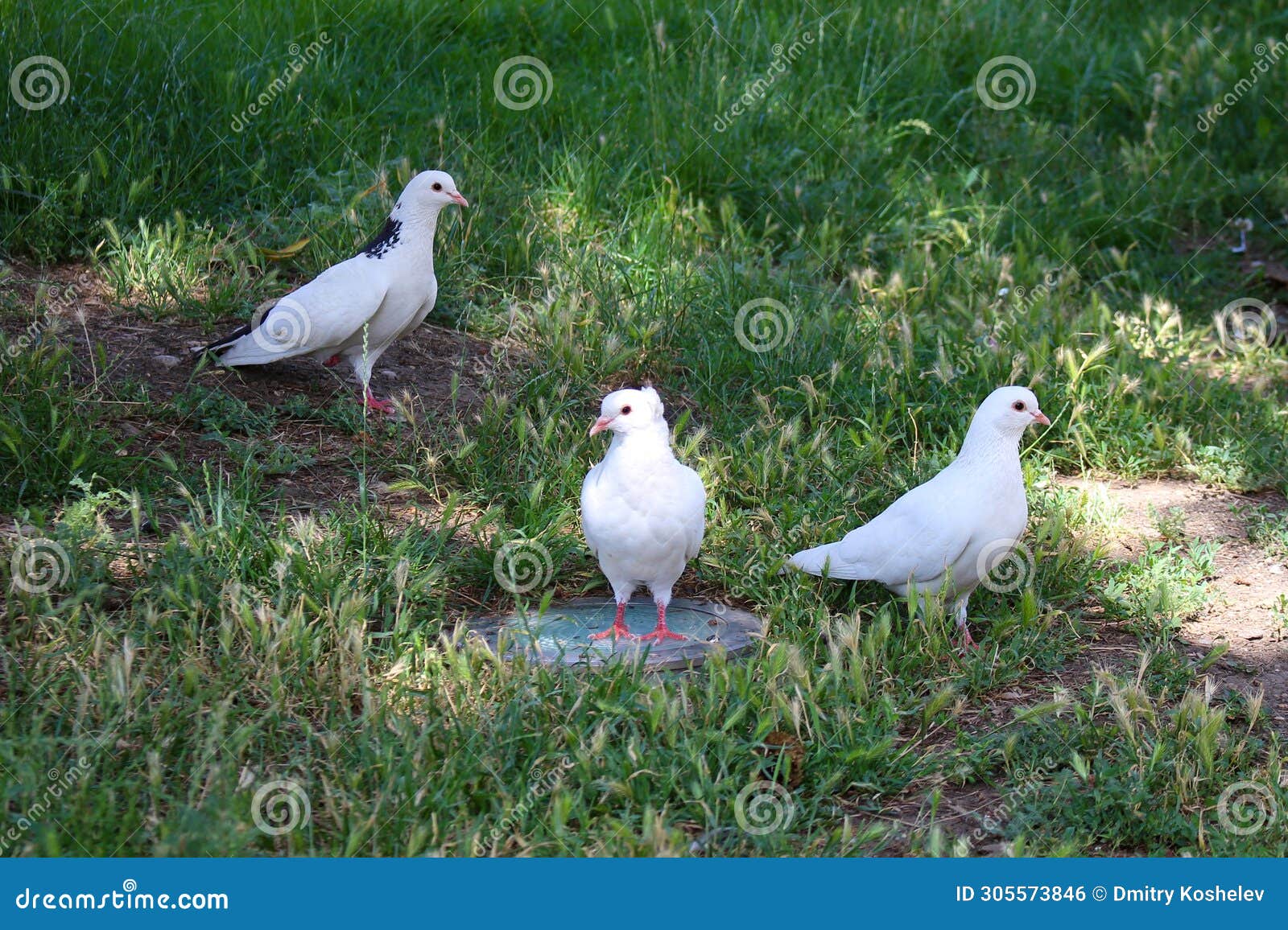 White Doves in the Public City Park Stock Photo - Image of bird, grass ...