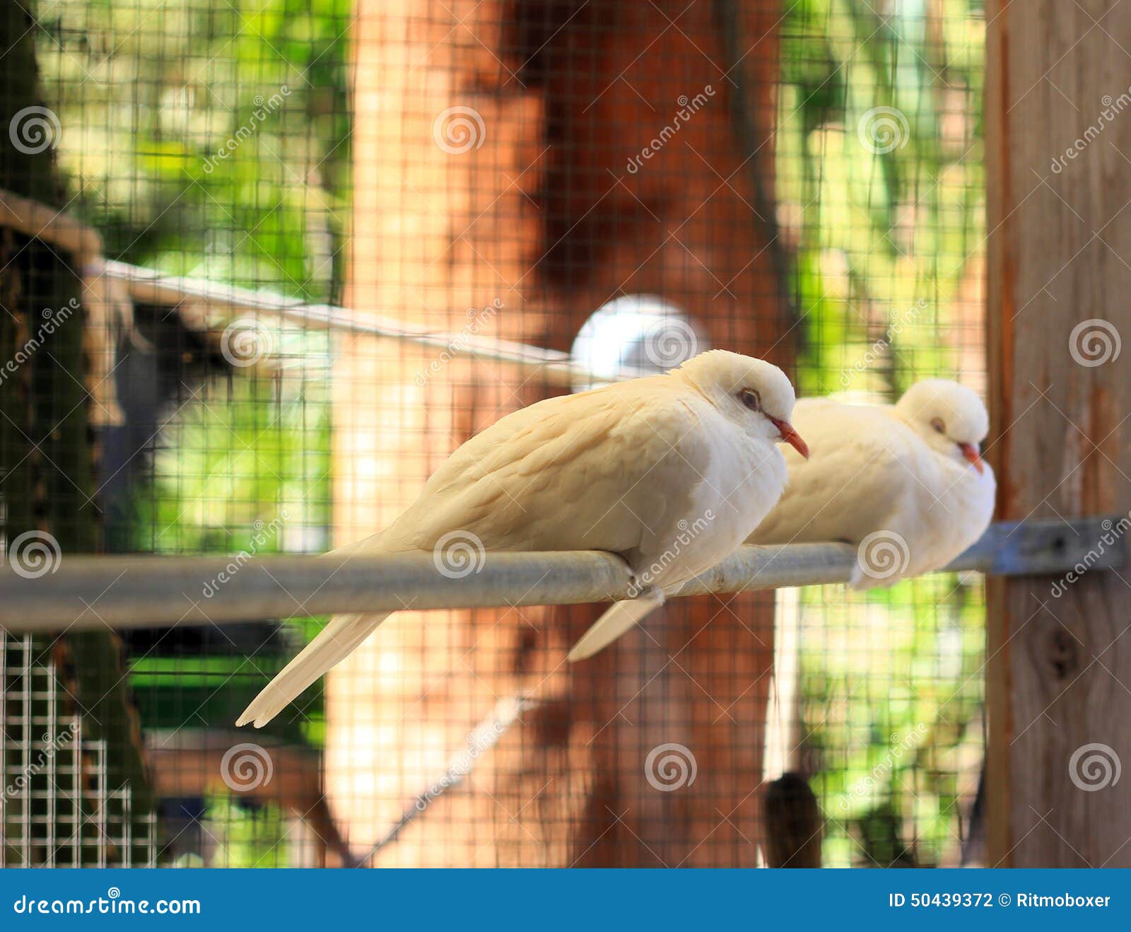 White Doves sleeping stock photo. Image of flap, crisis - 50439372