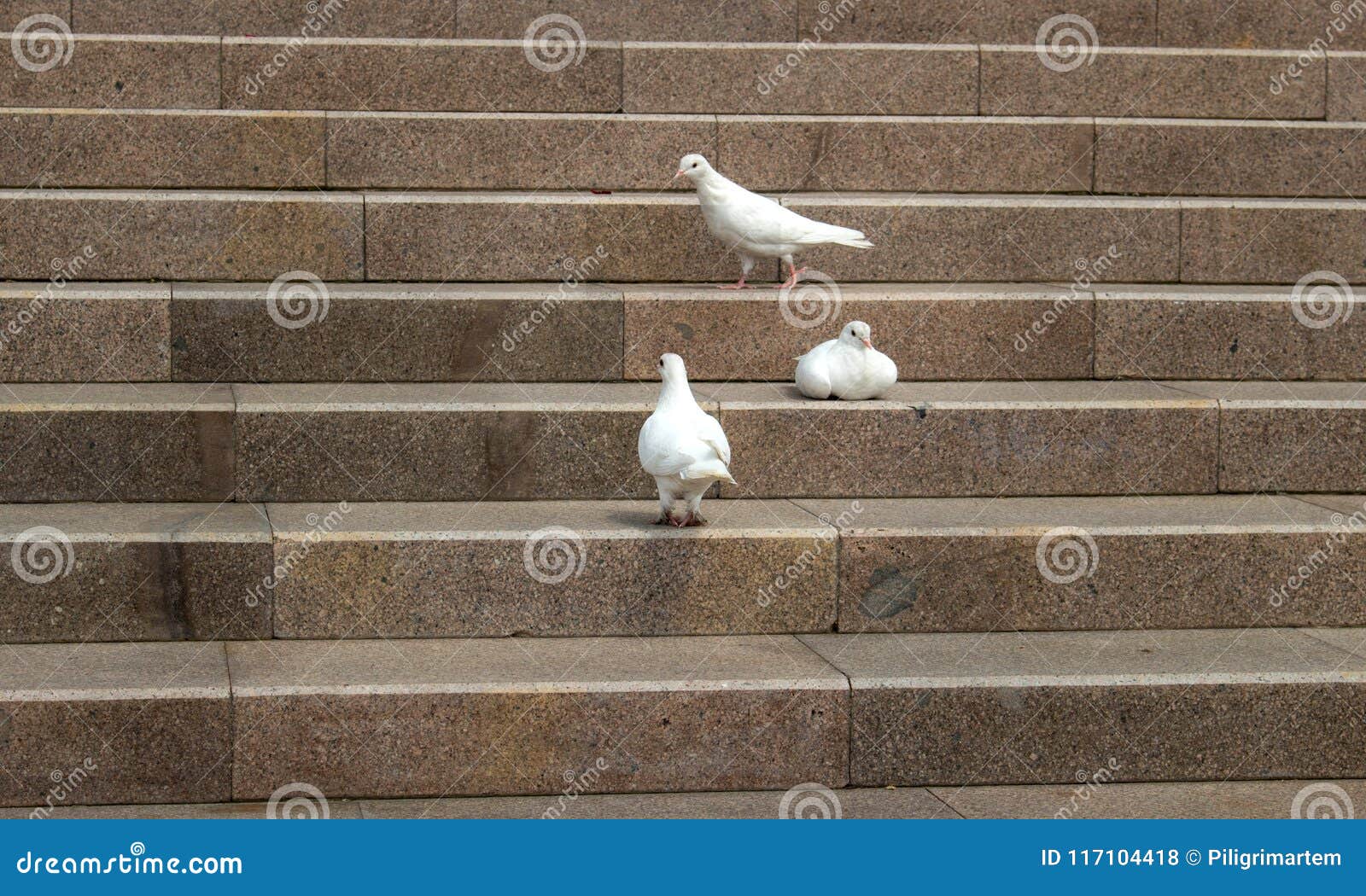 Birds, White Doves on the Stairs Stock Photo - Image of blue, water ...