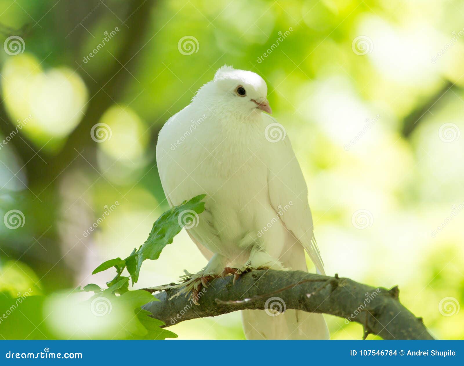 White Doves on a Tree in the Summer Stock Photo - Image of beak, pied ...