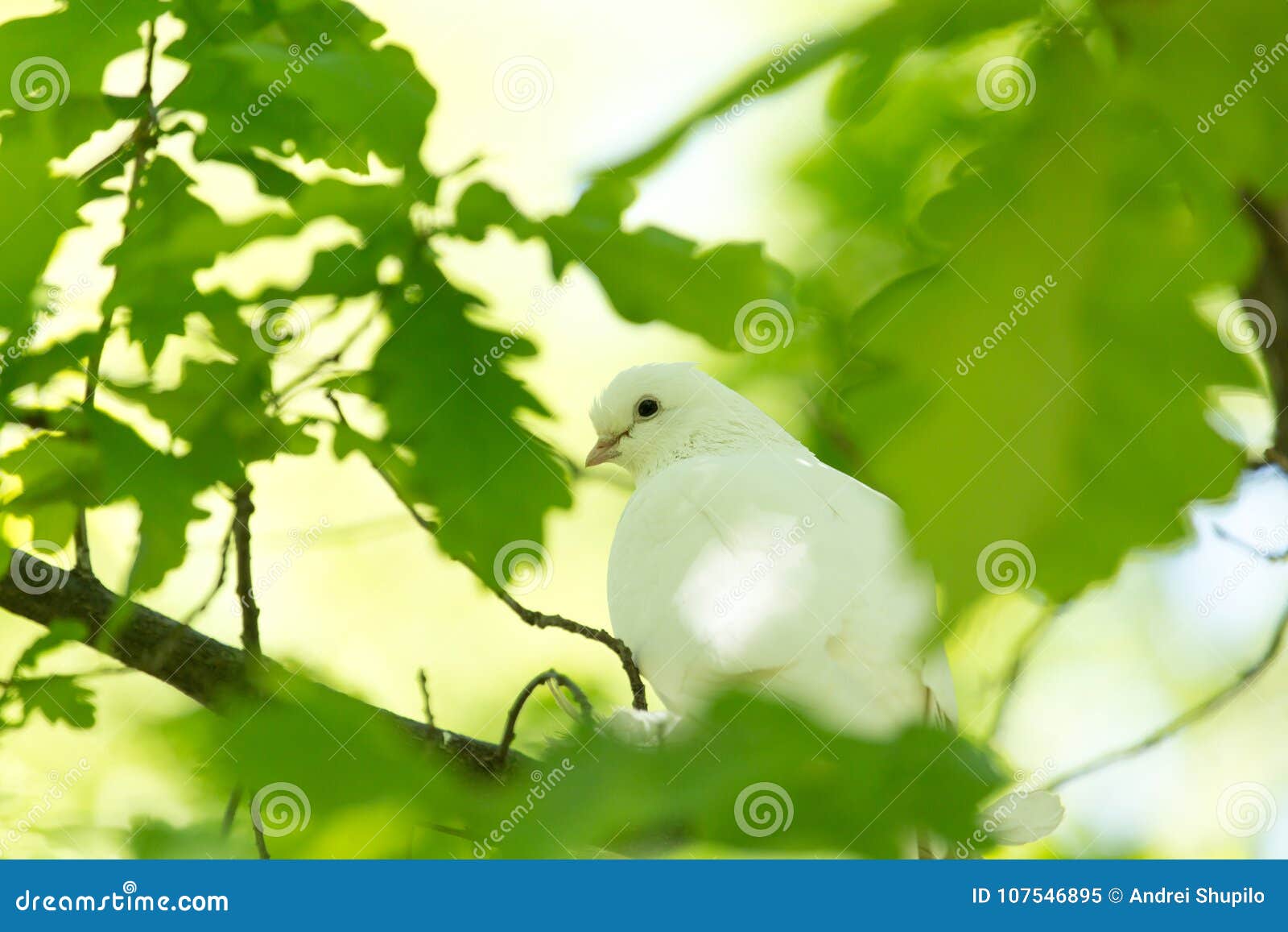 White Doves on a Tree in the Summer Stock Image - Image of wood, pied ...