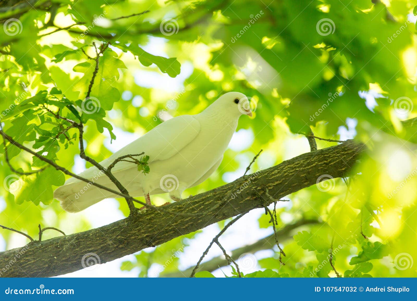 White Doves on a Tree in the Summer Stock Photo - Image of animal ...