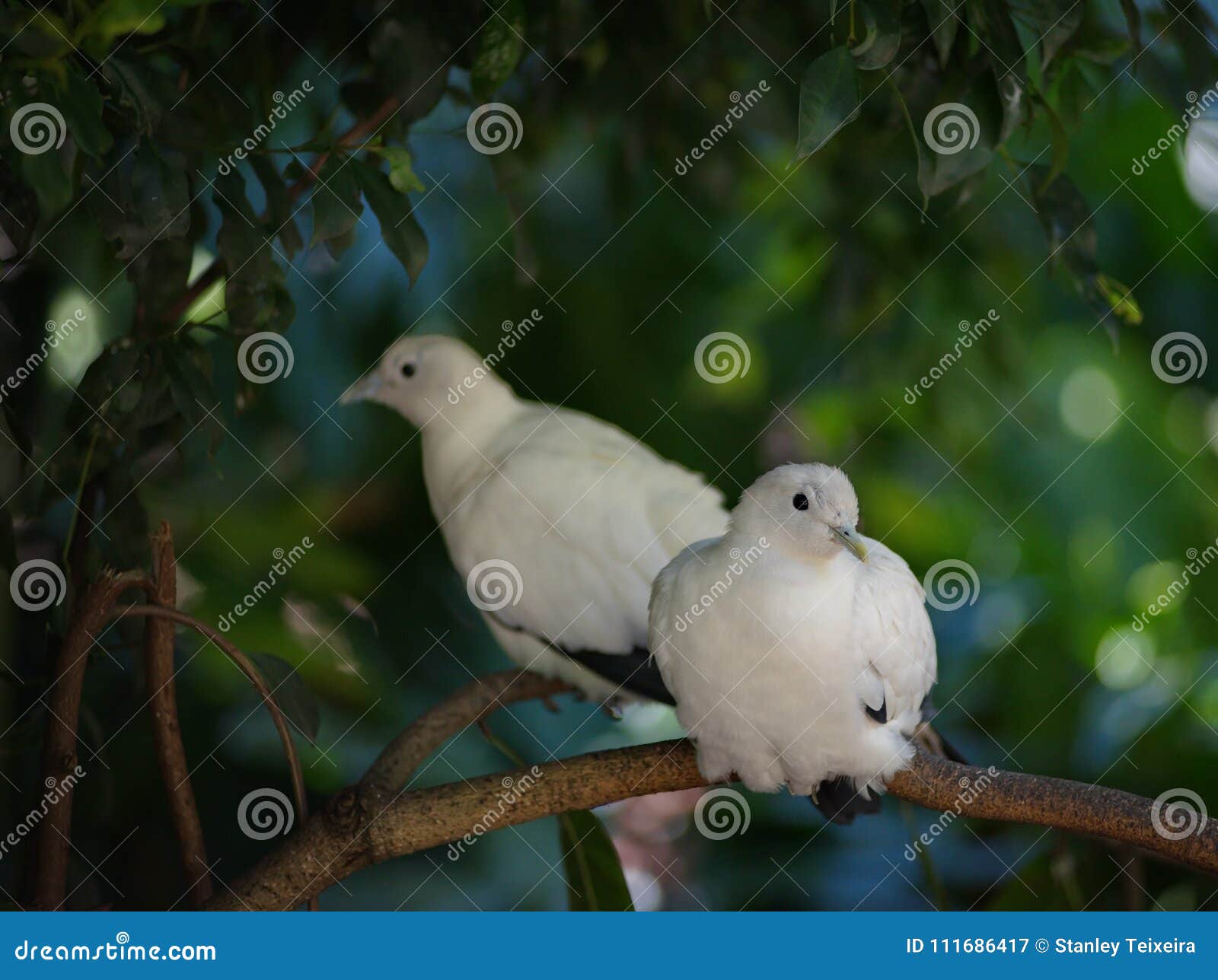 White doves stock image. Image of sitting, doves, tree - 111686417