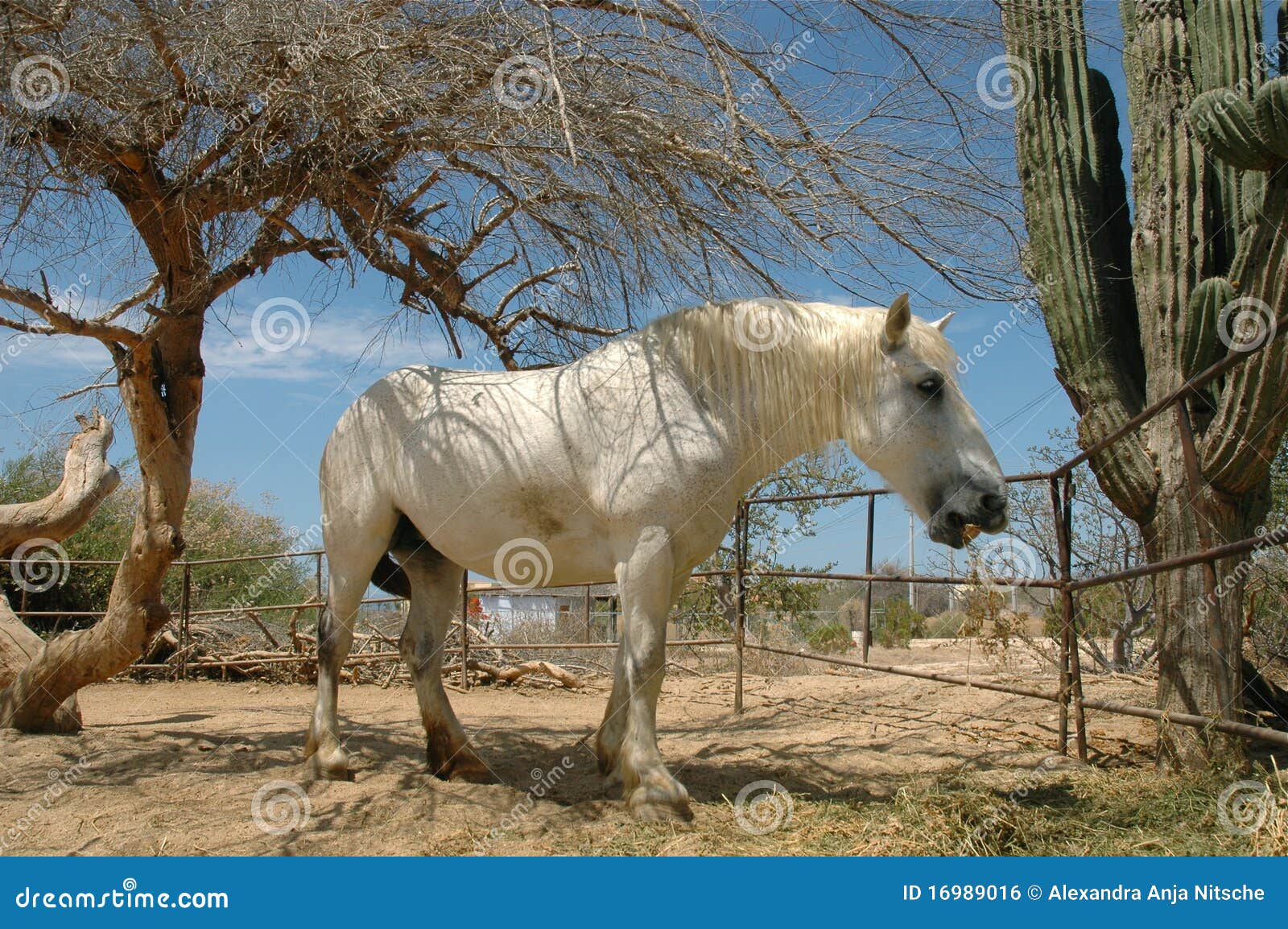 White draft horse stock photo. Image of power, front - 16989016